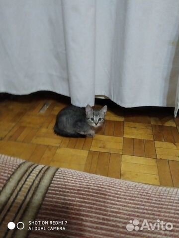 Кошка
