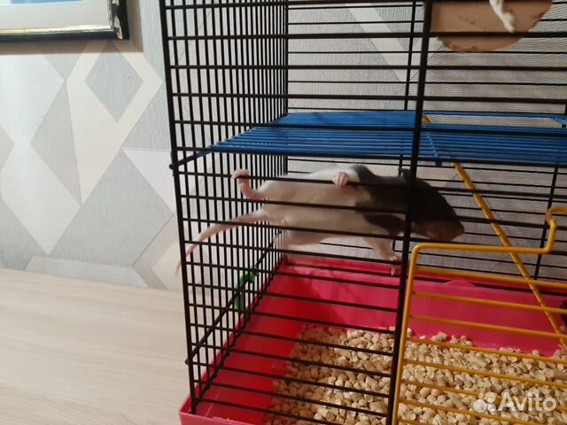 Декоративные крыски