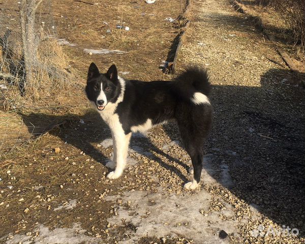 Лайка в добрые руки