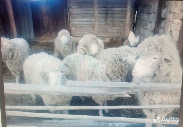 Баранчики откормленные