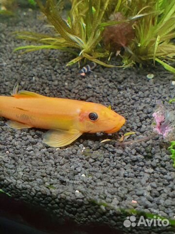 Гиринохейлус золотой