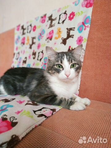 Самый лучший кот, отдадим в добрые руки