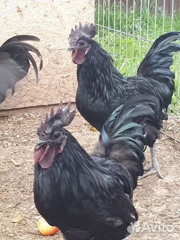 Птенцы, инкубационное яйцо кур