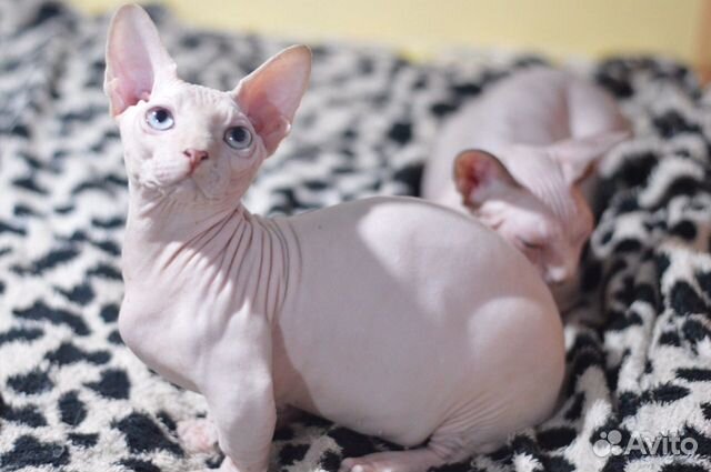 Бамбинчики