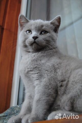 Шотландский котенок
