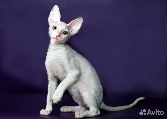 Котята корниш-рекс