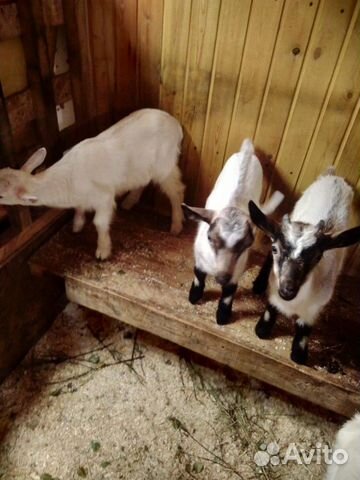 Козлята
