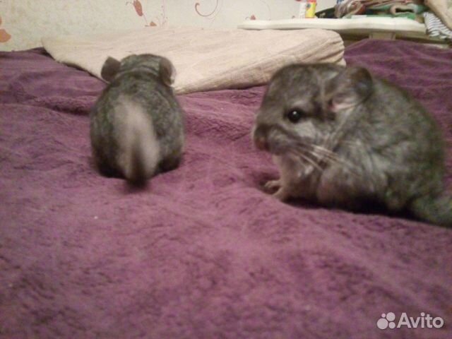Шиншиллы. Щенки. Девочки