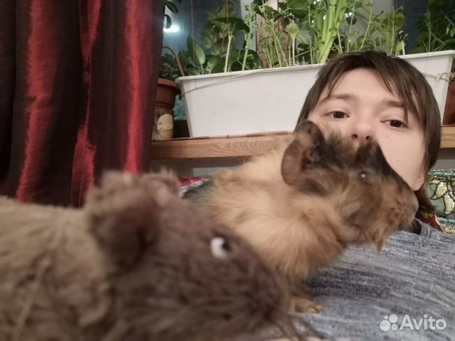 Продаются морские свинята