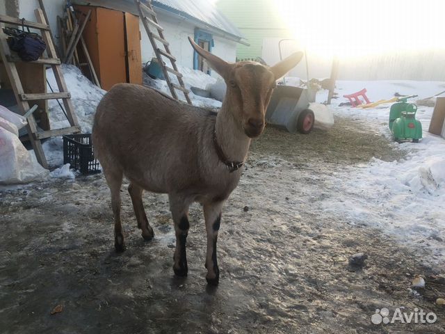 Козочка альпийско-нубийская
