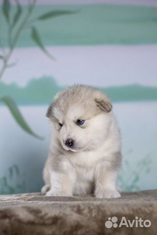 Аляскинский маламут