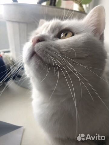 Отдадим нашего любимого котика