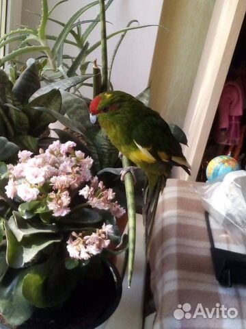 Попугай какарик