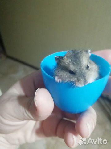 Джунгарский хомяк