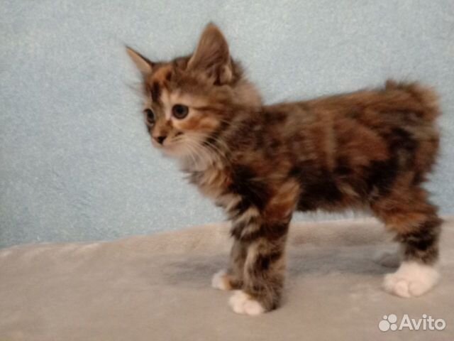 Котенок курильский бобтейл
