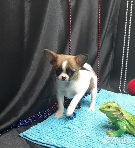 Мальчик чихуа беби-фейс