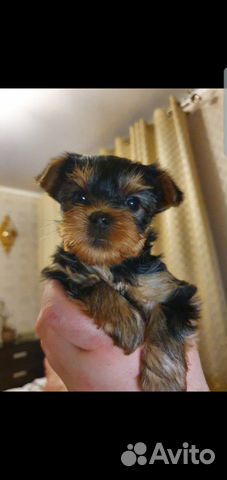 Йоркширский терьер