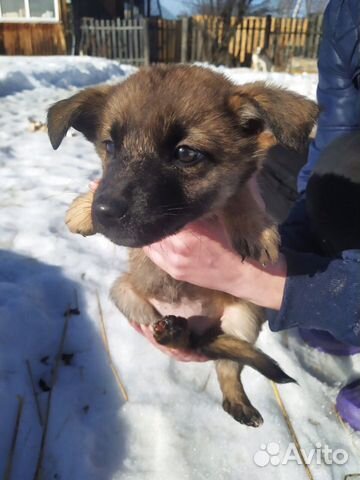 Щенок девочка бесплатно