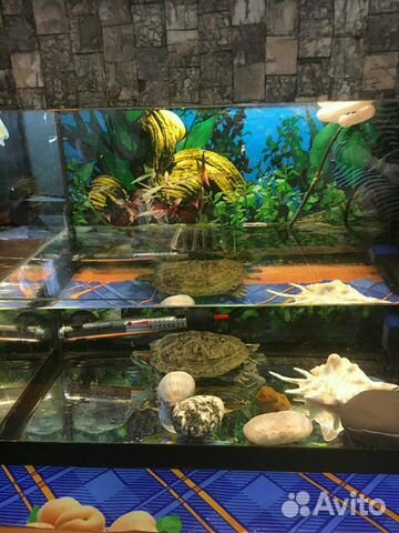 Отдам в добрые руки черепаху с аквариумом