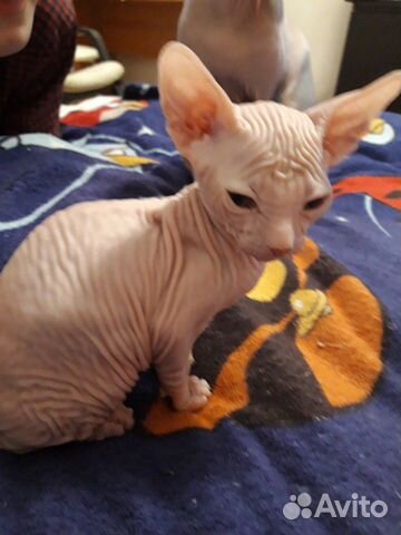 Котёнок сфинкса