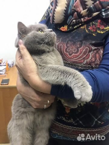 Ласковая шотландская красавица в добрые руки
