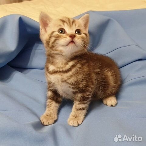 Шотландские котики