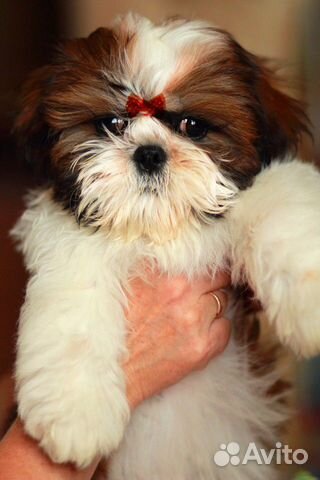 Кобелик красотун