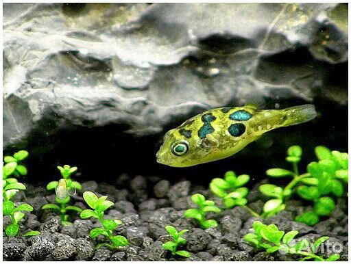 Рыбки тетрадон