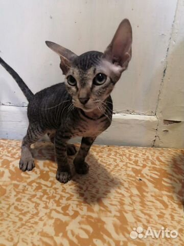 Донской сфинкс браш