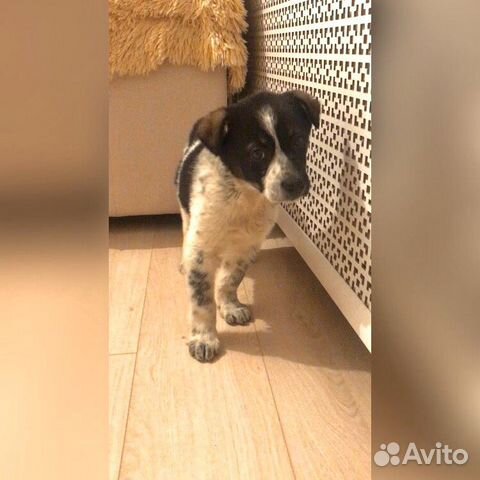 Собака, щенята: мальчик и девочка, щенки, собаки