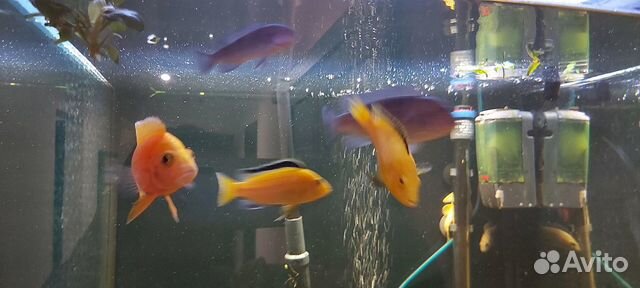 Рыба обмен на растения