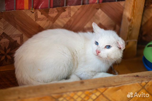 Снежная королева