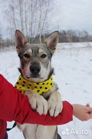 Пёсику Вульфи из приюта очень нужен дом