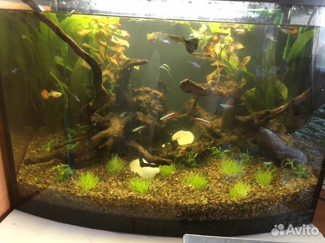 Аквариум со всем необходимым