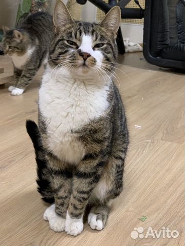 Конопатик 1 год