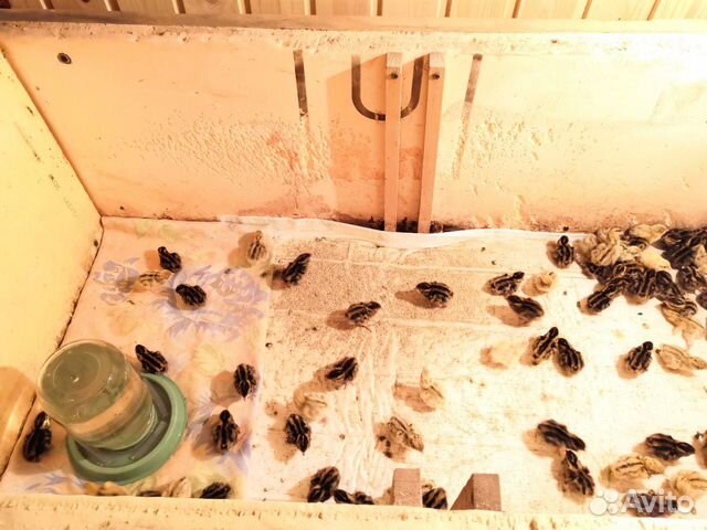 Птица перепелки