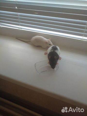 Продаю крыс с клеткой для грызунов