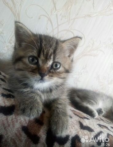 Котятки