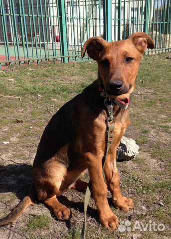 Щенок в добрые руки