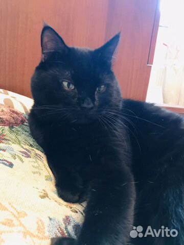 Кот ищет дом