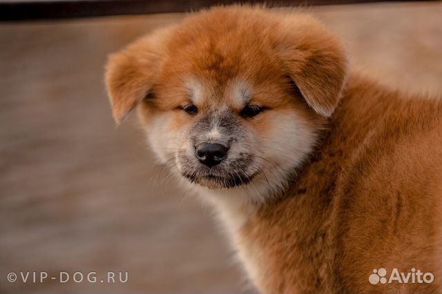 Мальчики акита ину