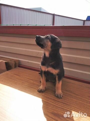 Великолепные щенки в надежные руки