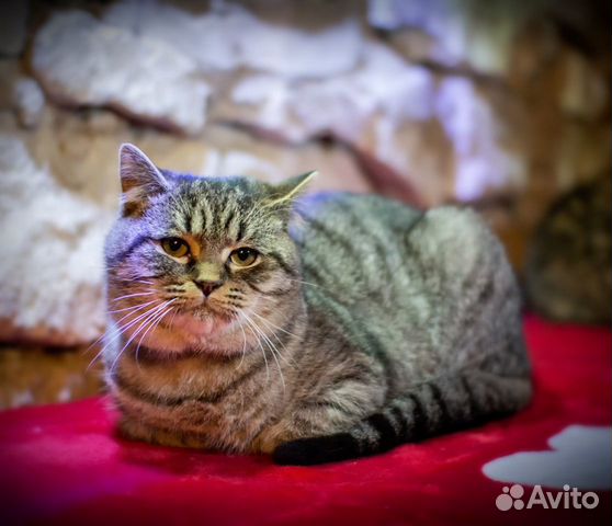 Клёвый парень Фундук