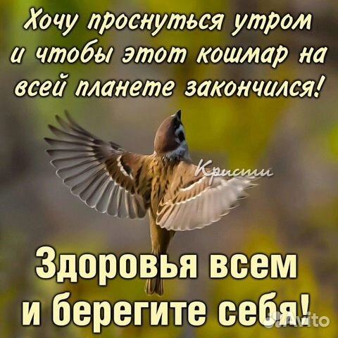 Коза молочной породы