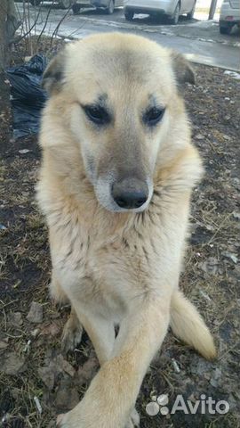 Песик подросток