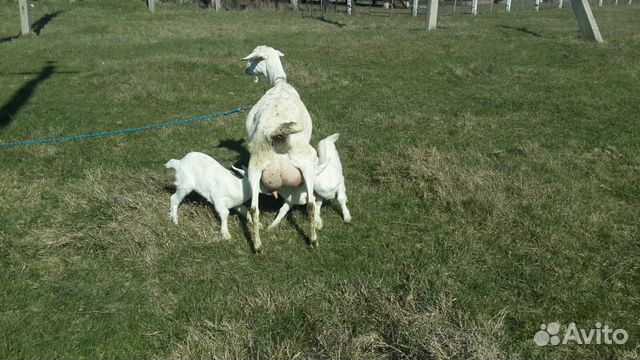 Продам козу