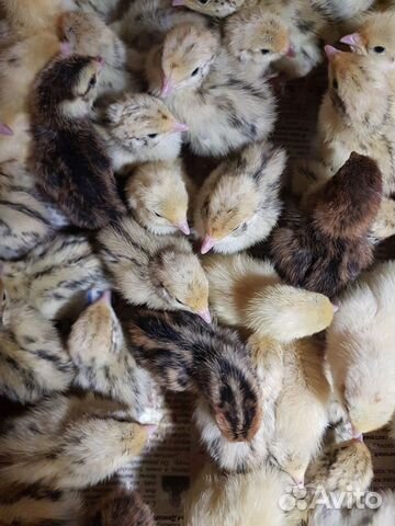 Суточные перепелята