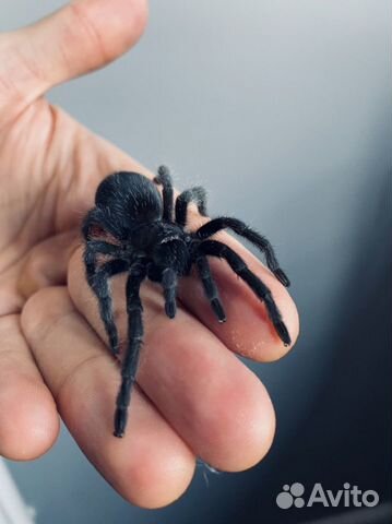 Grammostola pulchra L6-7