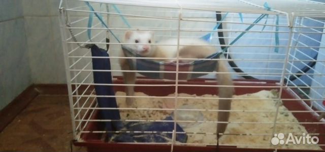 Сирийский хомяк