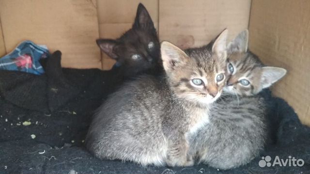 Котята